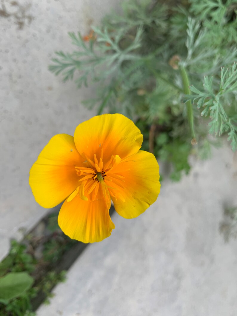 Golden West California Poppy Seeds, 1000 Count Yellow Gold Poppies - Etsy