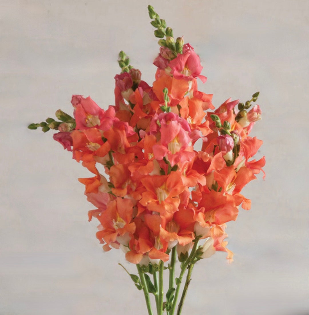 Chantilly™ Bronze F1 Snapdragon Seeds // Open Pollinated, Non-gmo ...