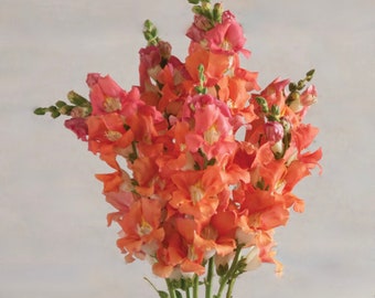 Orleans Early Lemon Yellow F1 Snapdragon Seeds, Pastel Yellow ...