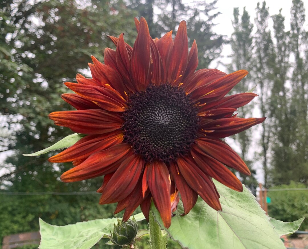 Terracotta Sunflower Seeds, Earthy Brownish Red Branching Sunflowers ...