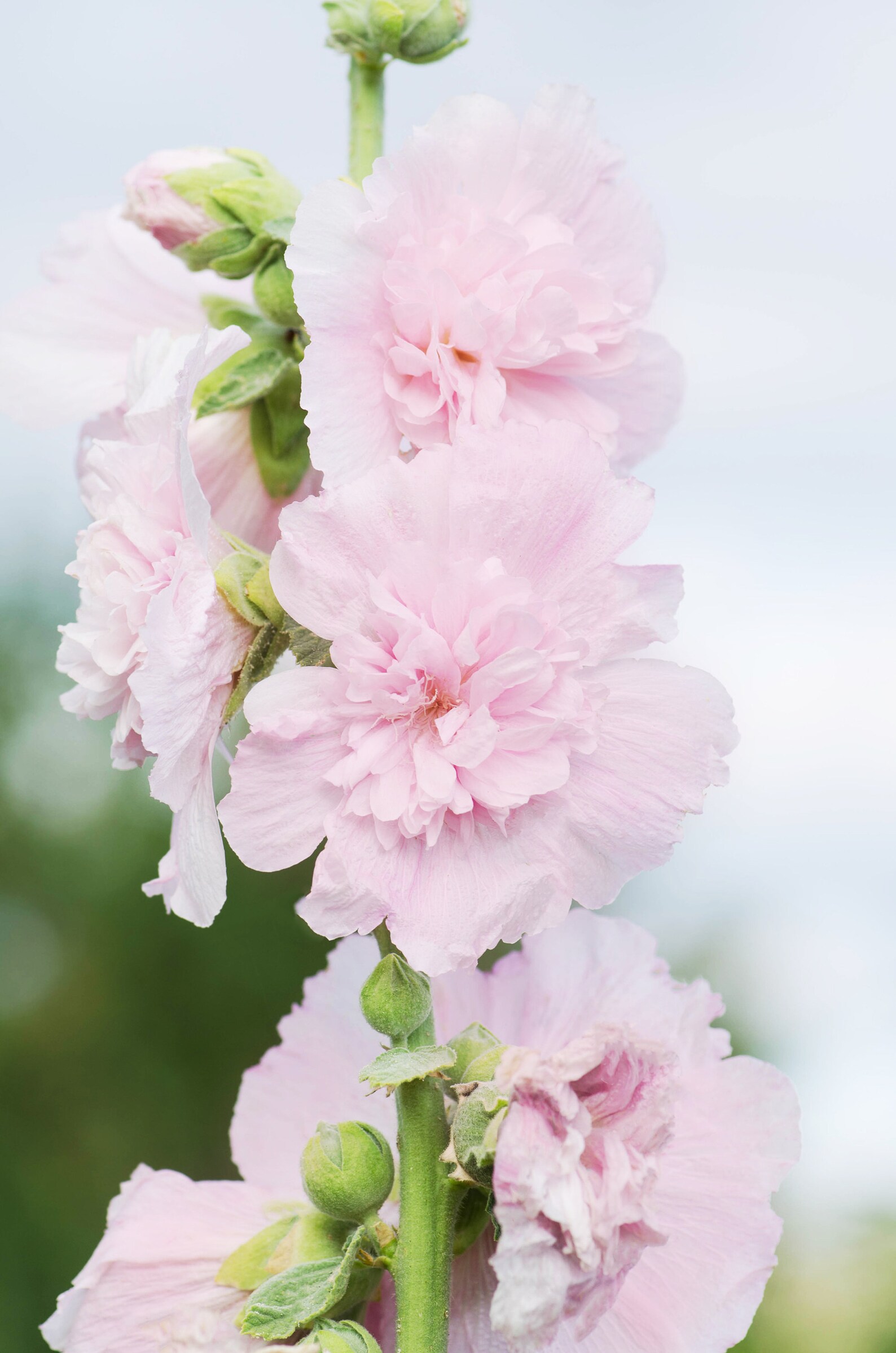 Hollyhock Seeds Double Majorette Hollyhocks Mixed Colors 50 | Etsy