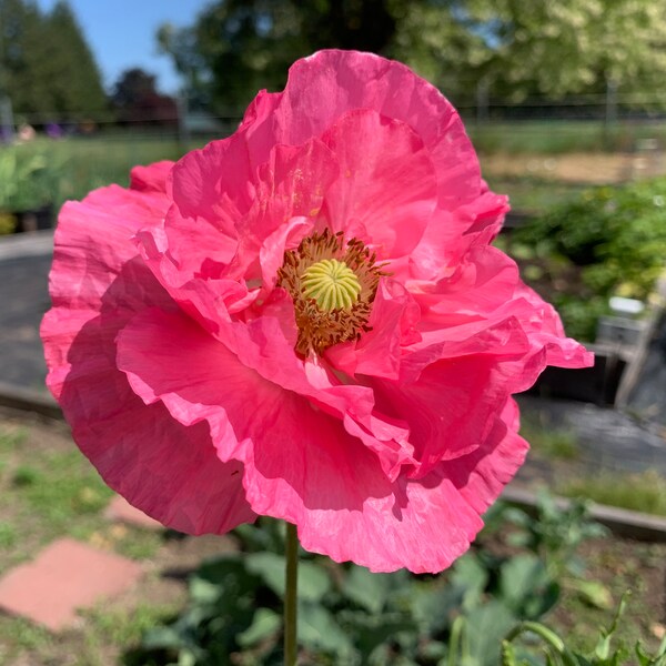 Corn Poppies - Etsy