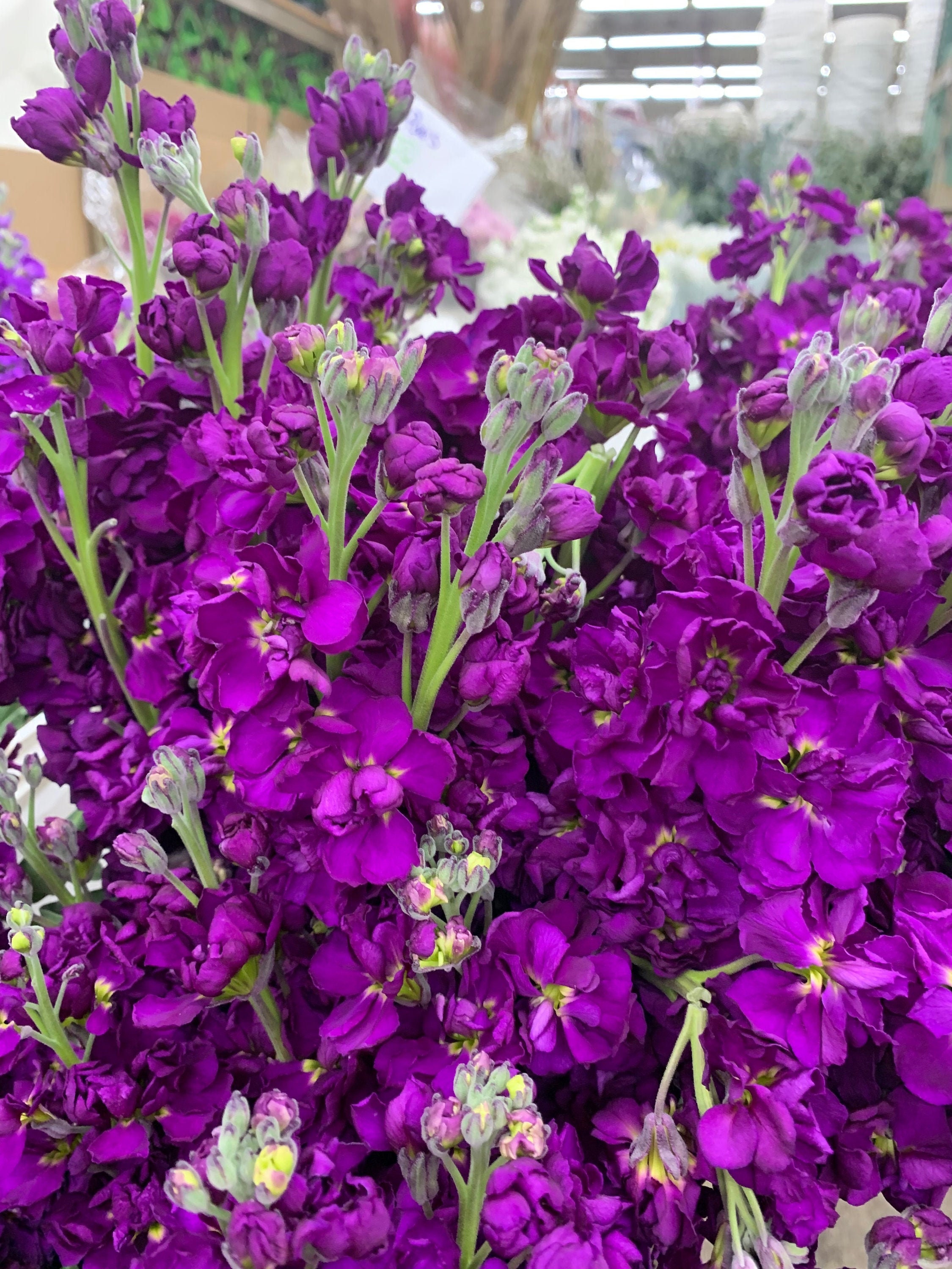 Katz Purple Stock Flower Seeds 40 Seeds // Open Pollinated - Etsy
