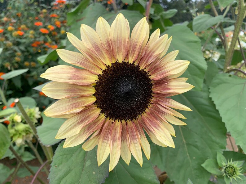 Razzmatazz F1 Sunflower Seeds Blended Bi-color and Solid - Etsy