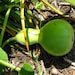 Birdhouse Gourds Seeds Dipper Bottle Gourd 25 Seeds // - Etsy