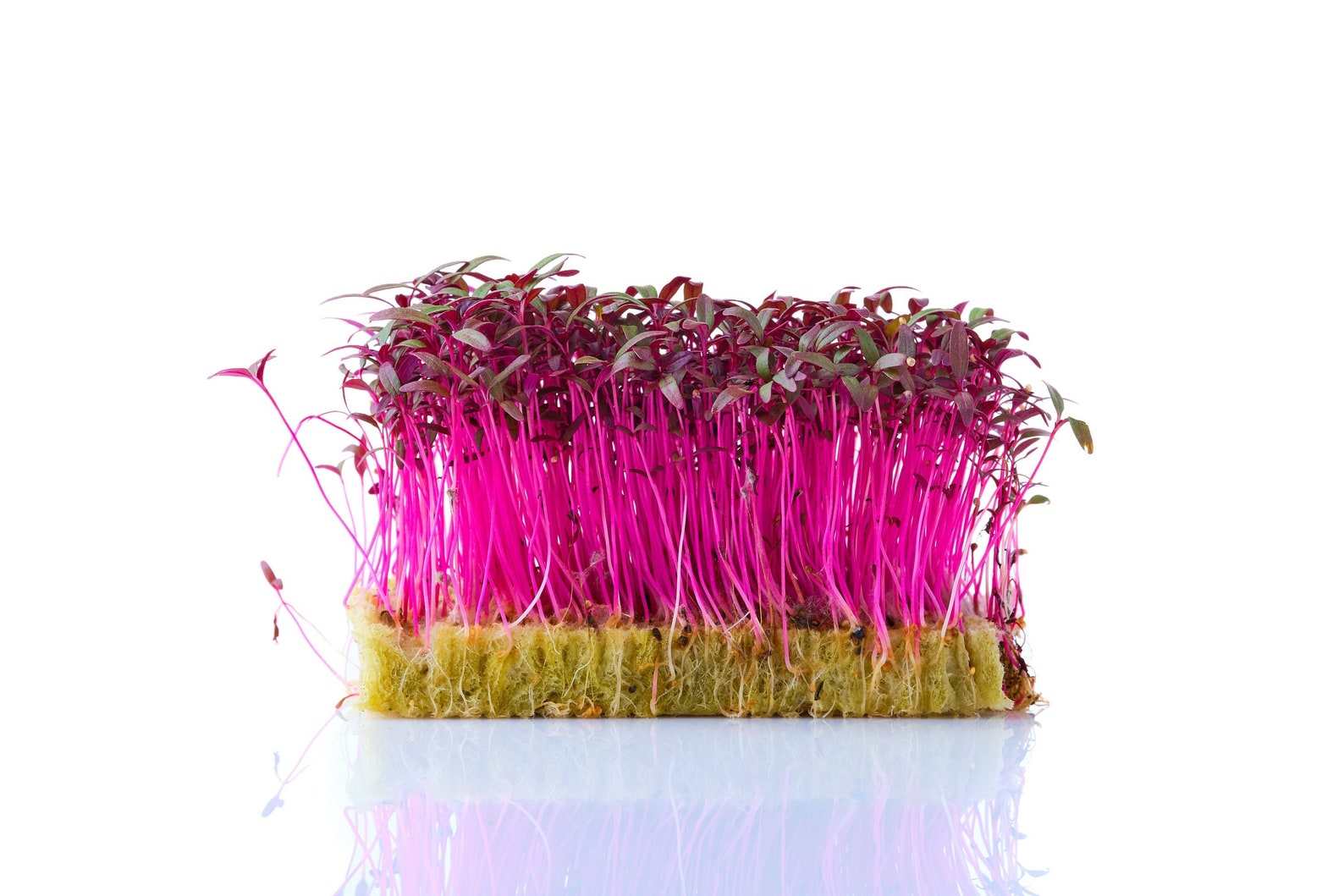 Red Garnet Amaranth Microgreens // Soil, Hydroponic, Heirloom, Non GMO ...