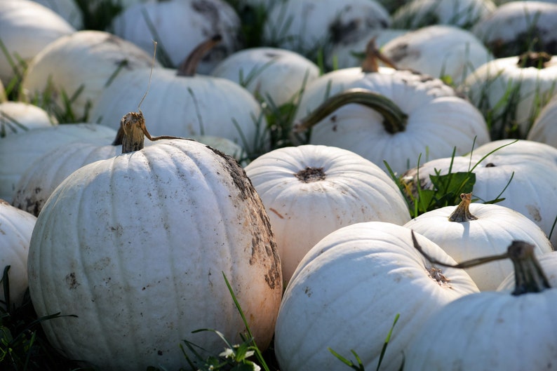 Casper Pumpkin Seeds White Pumpkins 15 Seeds // Non-gmo - Etsy