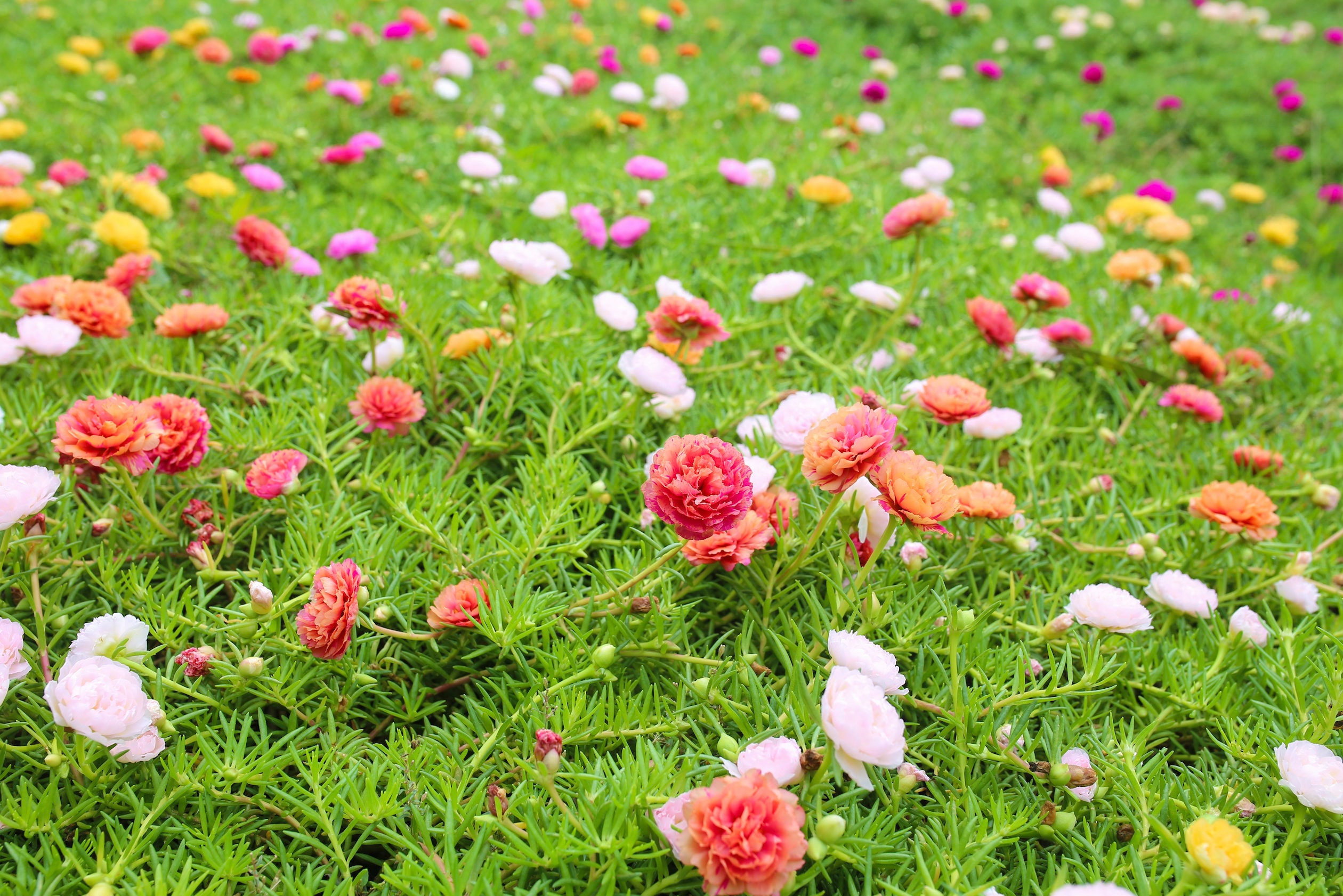 Portulaca Seeds Moss Rose Double Mix Portulaca Mixed - Etsy