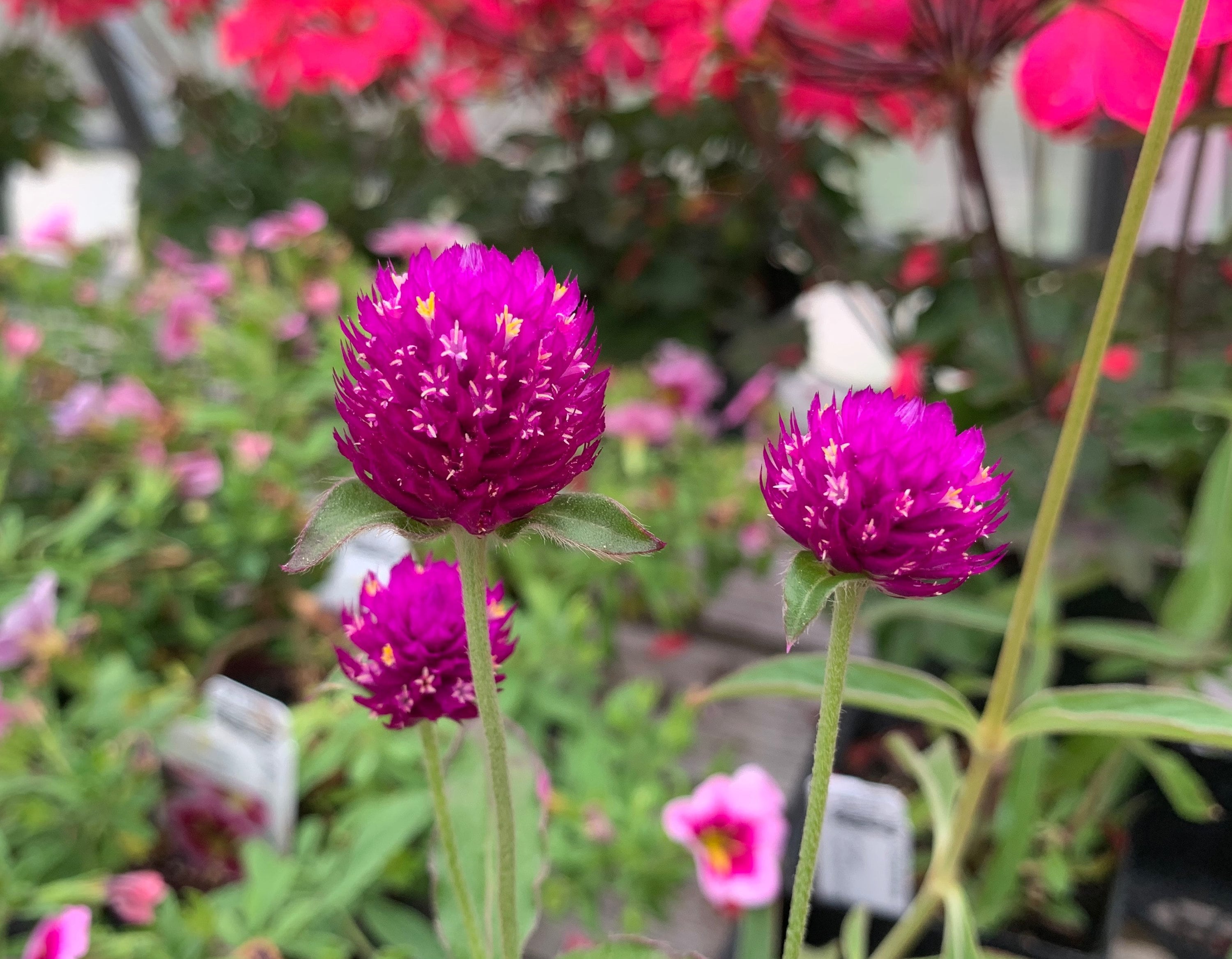 Audray Purple Red Gomphrena Seeds Globe Amaranth 50 Seeds // | Etsy