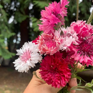 Classic Romantic Bachelor Buttons Seeds, Bi Color, Pinks, Reds, White ...