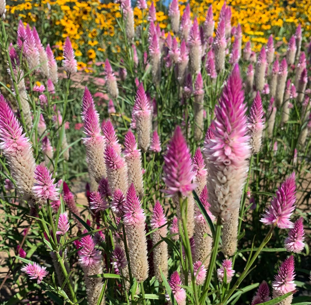 Organic Flamingo Feather Celosia Seeds, 150 Count - Etsy