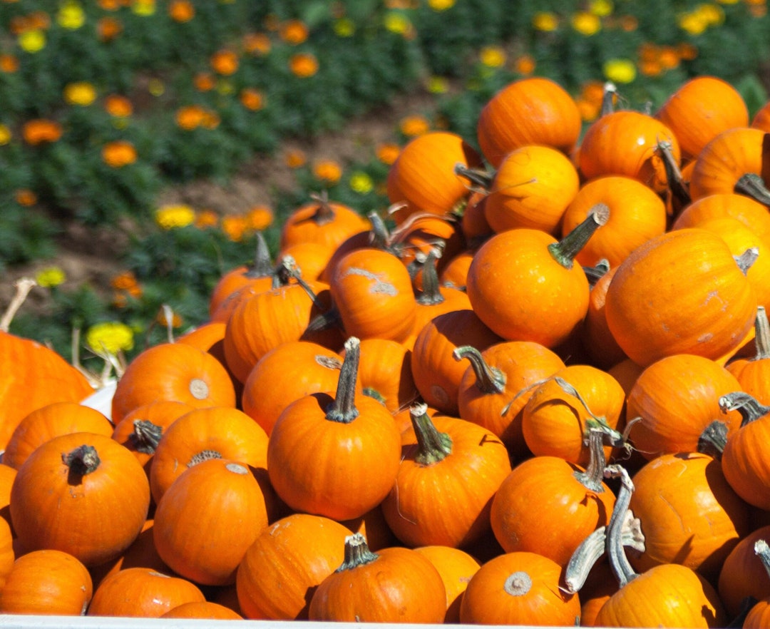 Wee-b-little Pumpkin Seeds, Mini Orange Pumpkins // Open-pollinated ...