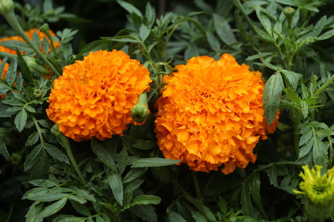 African Marigold Hawaii Seeds, Large Orange Cracker Jack Marigolds ...