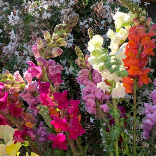 Snapdragon Assorted Mix Seeds - Etsy