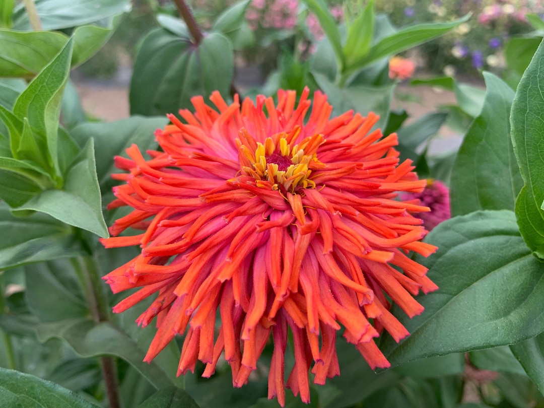 Super Cactus Burpee Rose Zinnia Seeds, 25 Count - Etsy