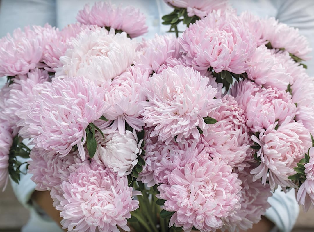 Souffle Light Pink Aster Seeds, Pale Pink Peony Asters // Non-gmo ...