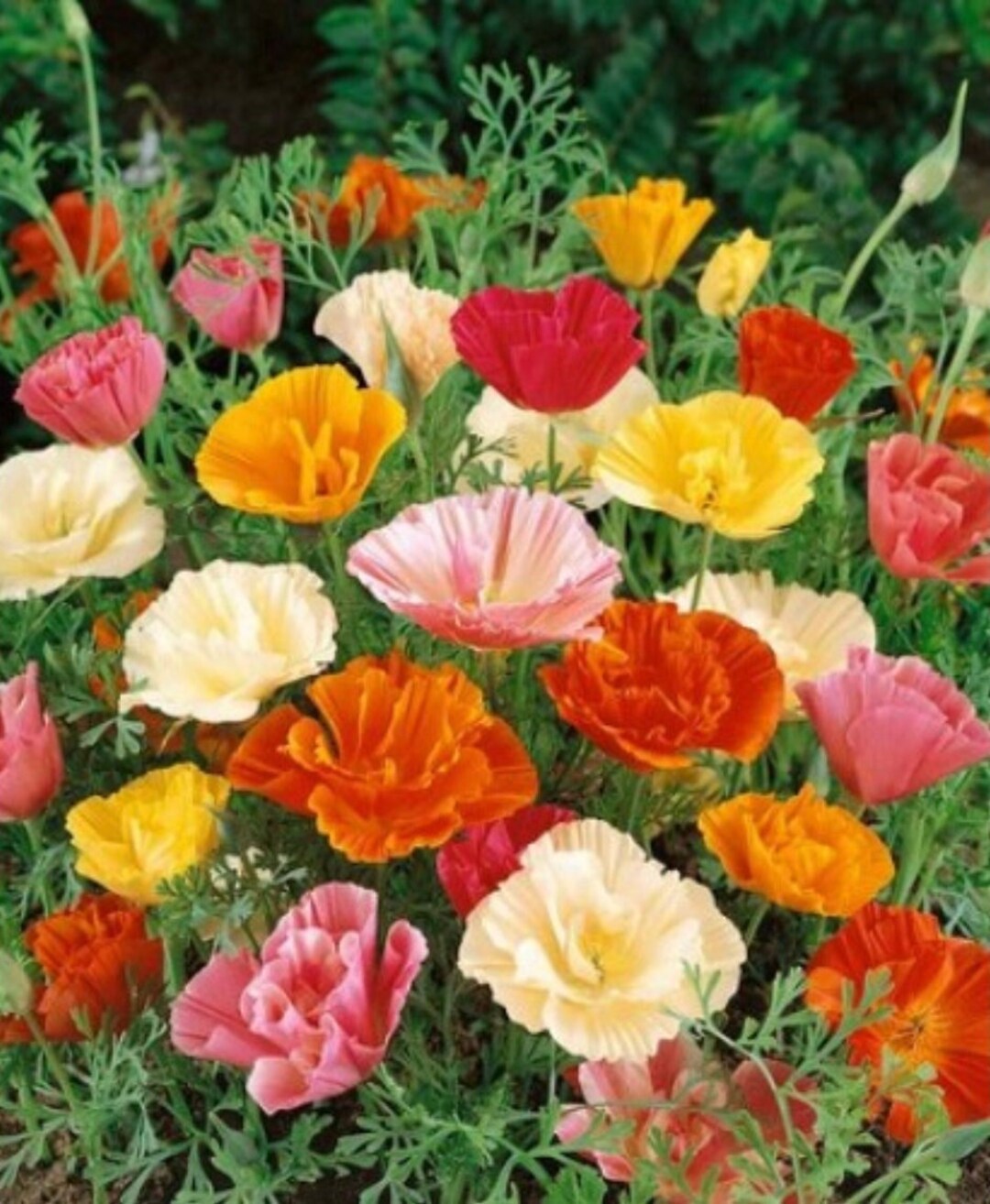 Mission Bells California Poppy Seeds Mixed Colors Semi-double - Etsy