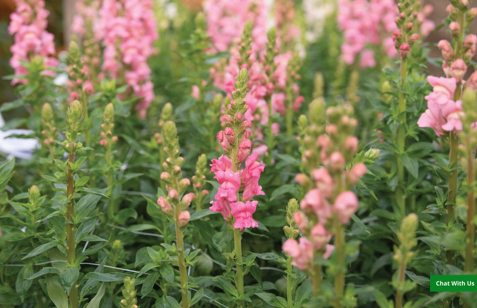 Dark Pink F1 Snapdragon Seeds Dark Pink Snapdragons 50 - Etsy