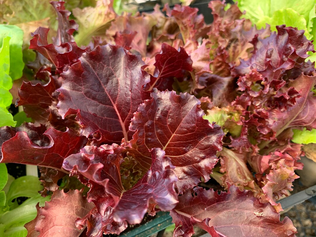 Organic Lollo Rossa Leaf Lettuce Seeds // Organic, Heirloom, Non GMO ...