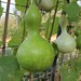 Birdhouse Gourds Seeds, Dipper, Bottle Gourd, 25 Seeds // Heirloom, Non ...