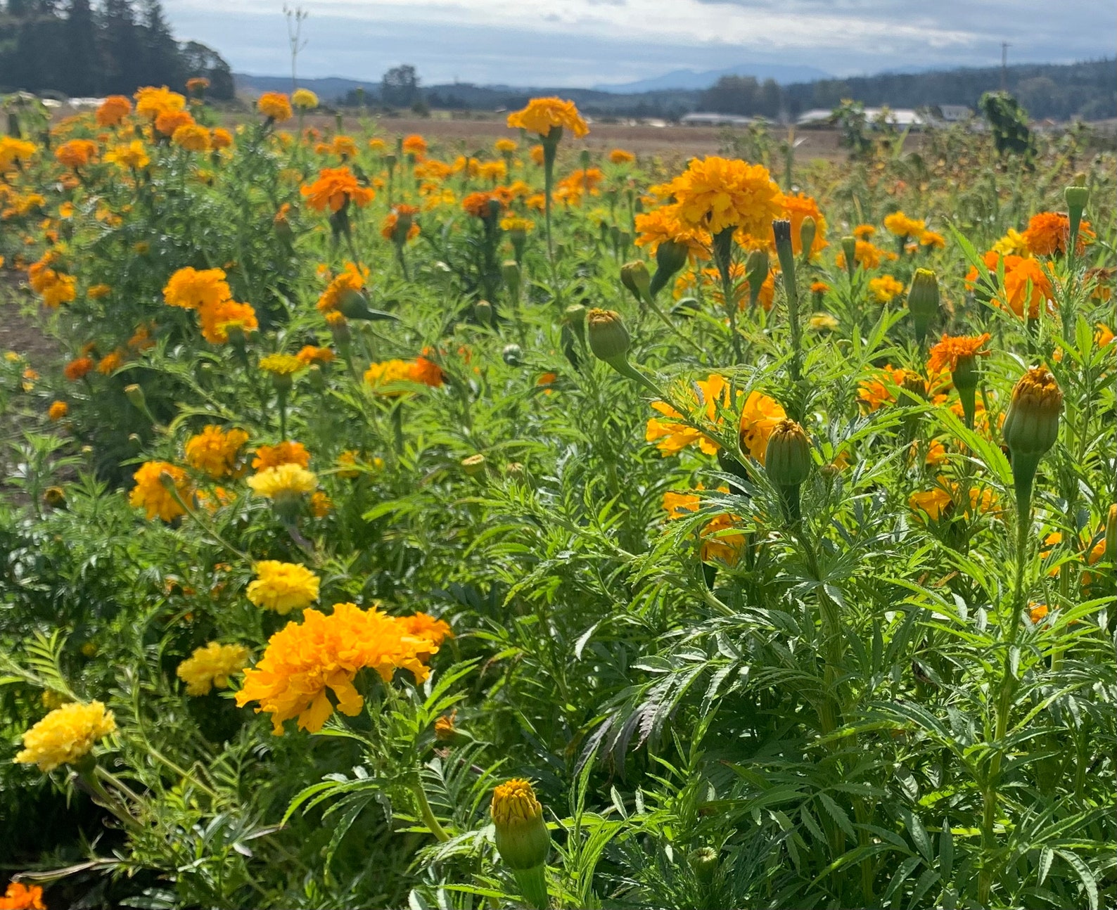 Aztec Marigold Seeds Cracker Jack African Marigolds 400 - Etsy