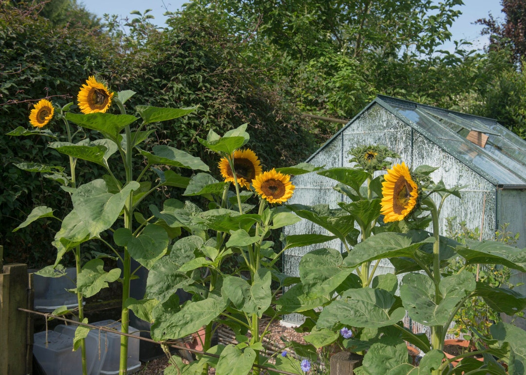 American Giant Hybrid Sunflower Seeds, up to 17' Tall, 25 Seeds ...