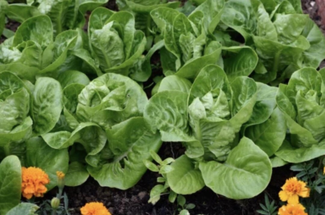 Little Gem Lettuce Seeds, Tiny Lettuce Heads, Cross Between Butterhead ...