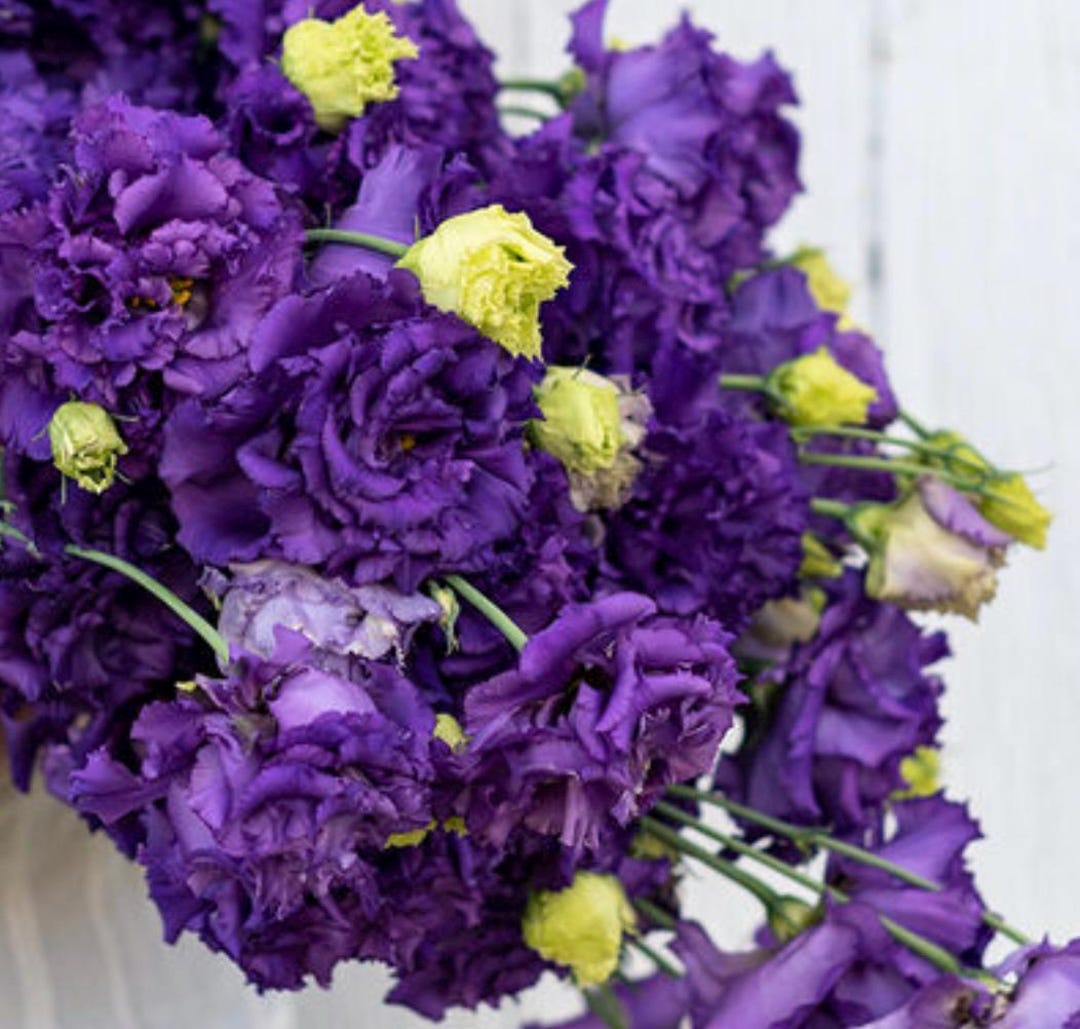 Voyage 2 Blue (F1) Lisianthus Seeds, Eustoma Grandiflorum (25 Pelleted ...