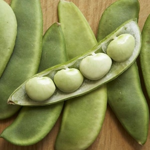 Early Thorogreen Lima Bean Seeds, Early Bush Beans, 25 Seeds // Open ...