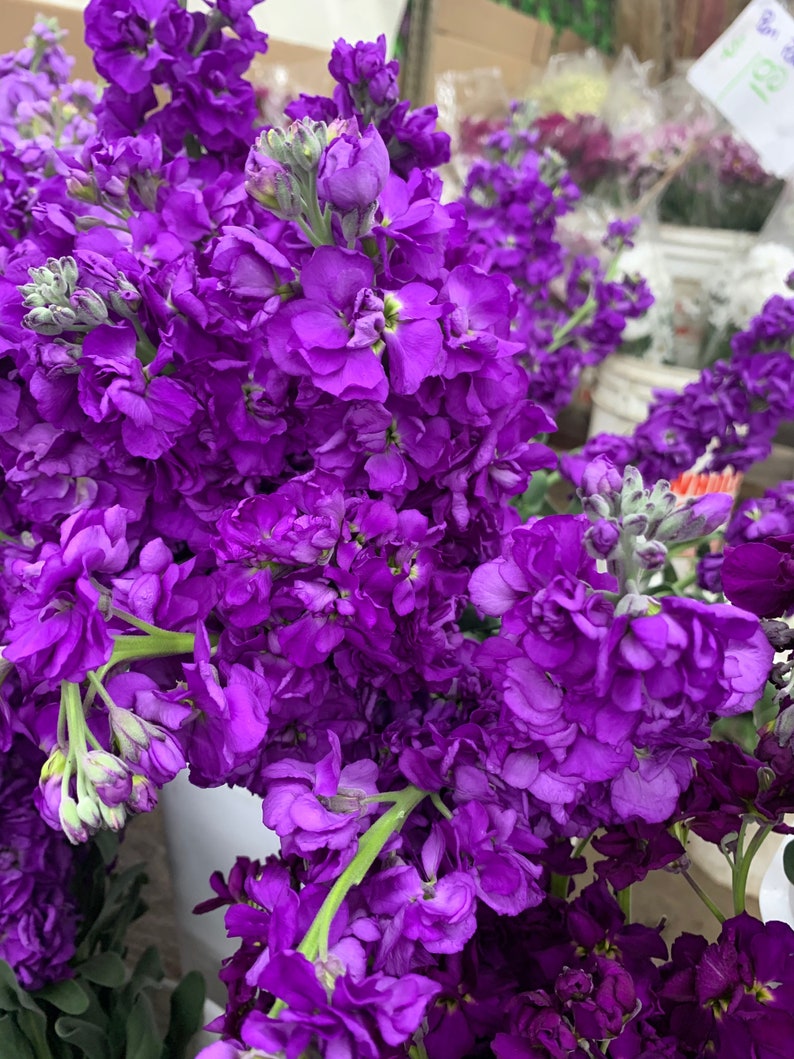 Katz Purple Stock Flower Seeds 40 Seeds // Open Pollinated | Etsy