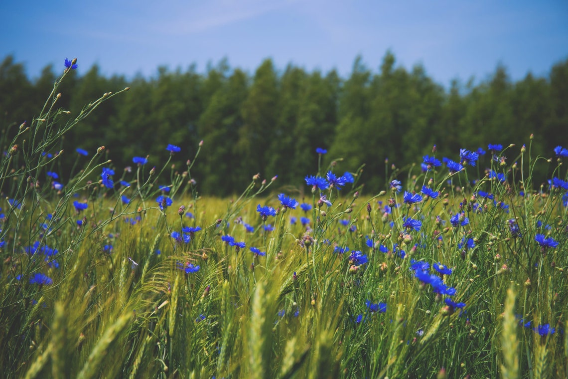 Tall Blue Cornflower Seeds, Bachelor Button Seeds // Non-gmo, Centaurea ...
