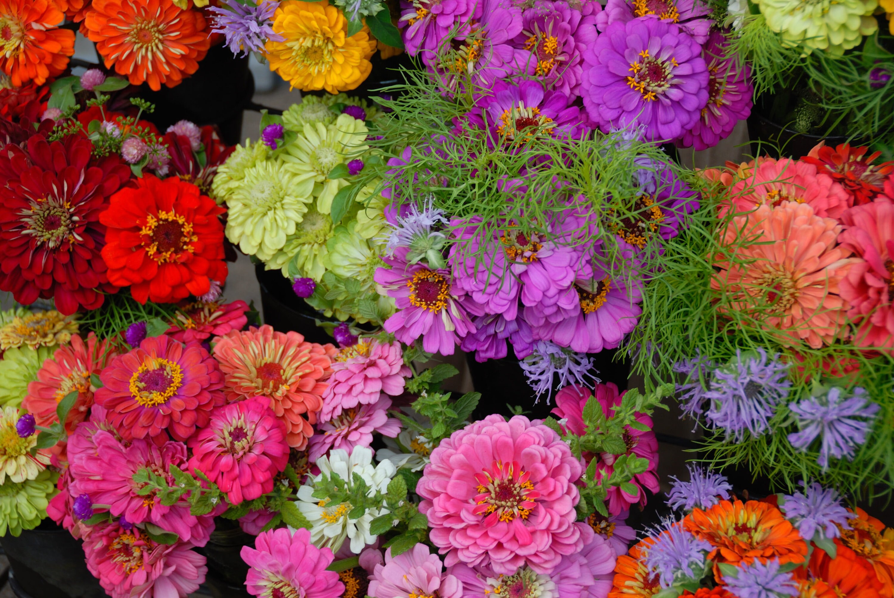 California Giant Zinnia Seeds Mixed Colors Zinnias 300 Seeds | Etsy