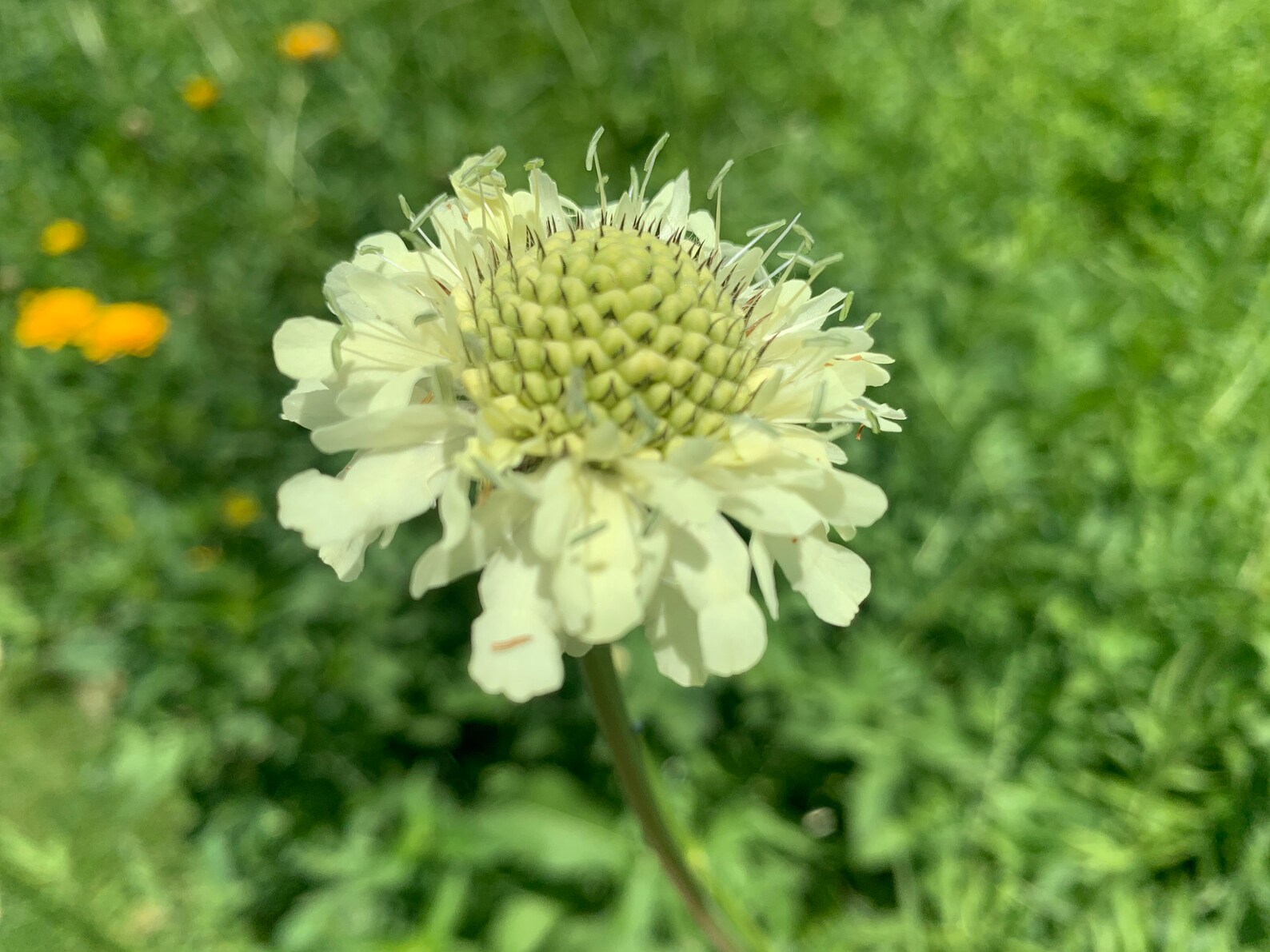 Scabiosa Imperial Mix Seeds Pincushion Flower Mourning - Etsy