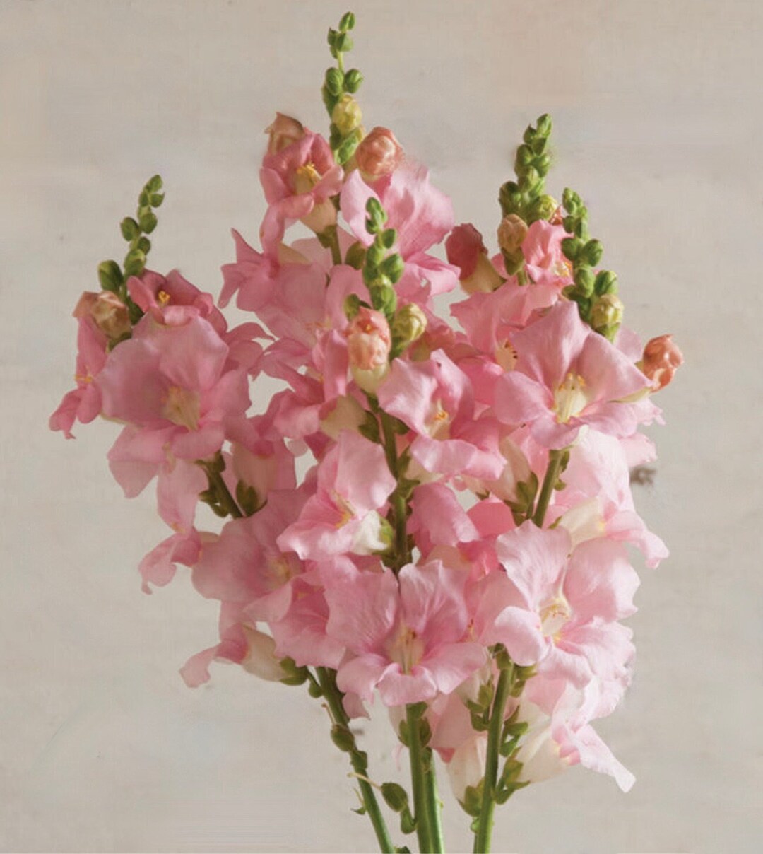 Chantilly™ Light Pink F1 Snapdragon Seeds // Open Pollinated, Non-gmo ...
