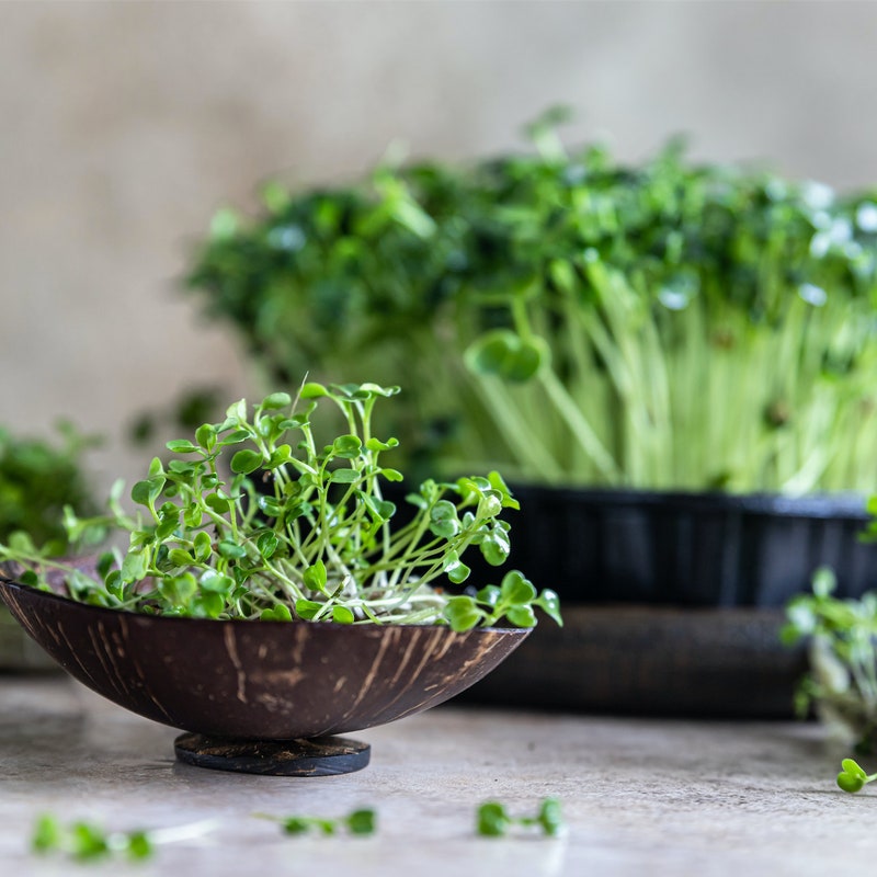 Wasabi Arugula - Etsy