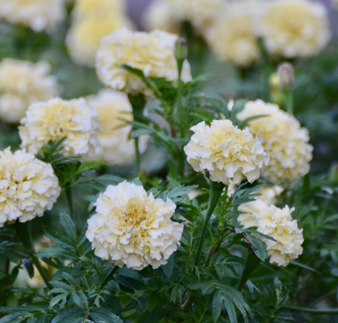 Snowstorm Marigold Seeds, White Marigolds, Sweet Cream Marigold Flower ...