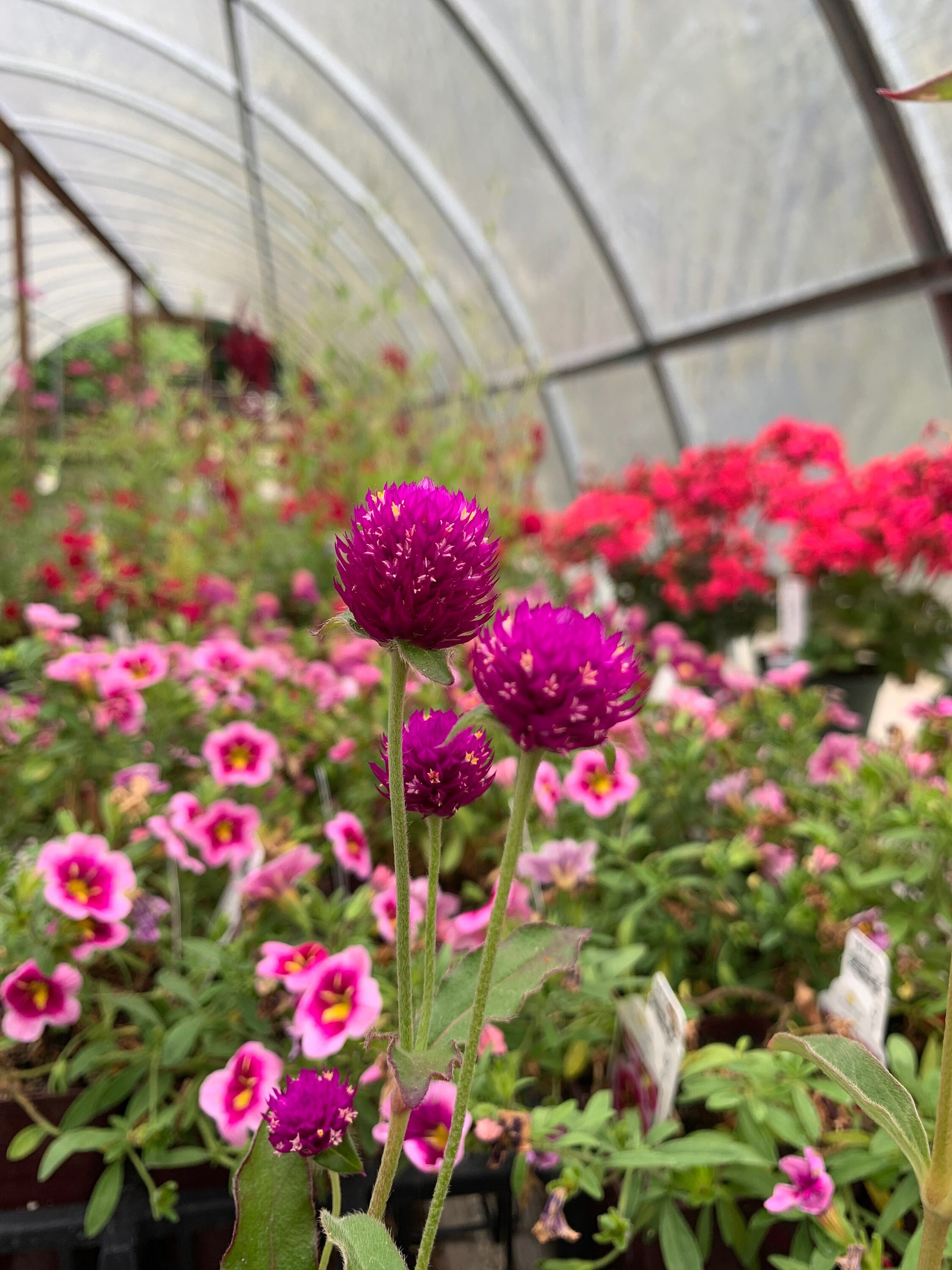 Audray Purple Red Gomphrena Seeds Globe Amaranth 50 Seeds // | Etsy
