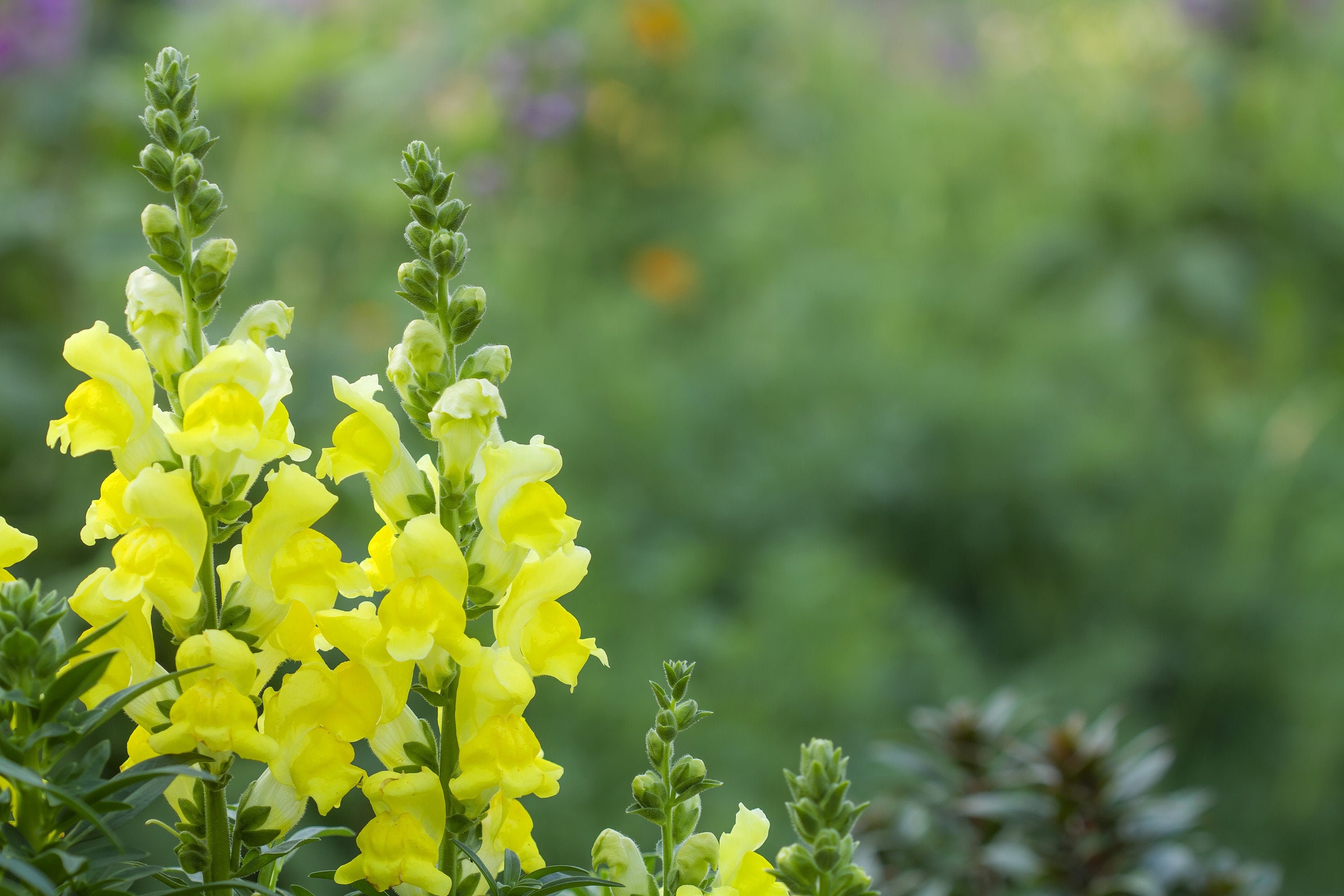 Yellow Snapdragon Bouquet