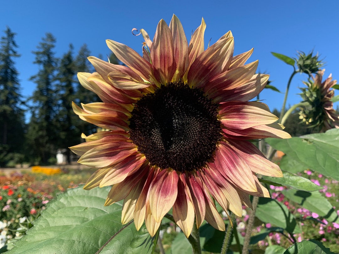 Cherry Rose Sunflower Seeds, 25 Count, 4-6' Branching Variety - Etsy