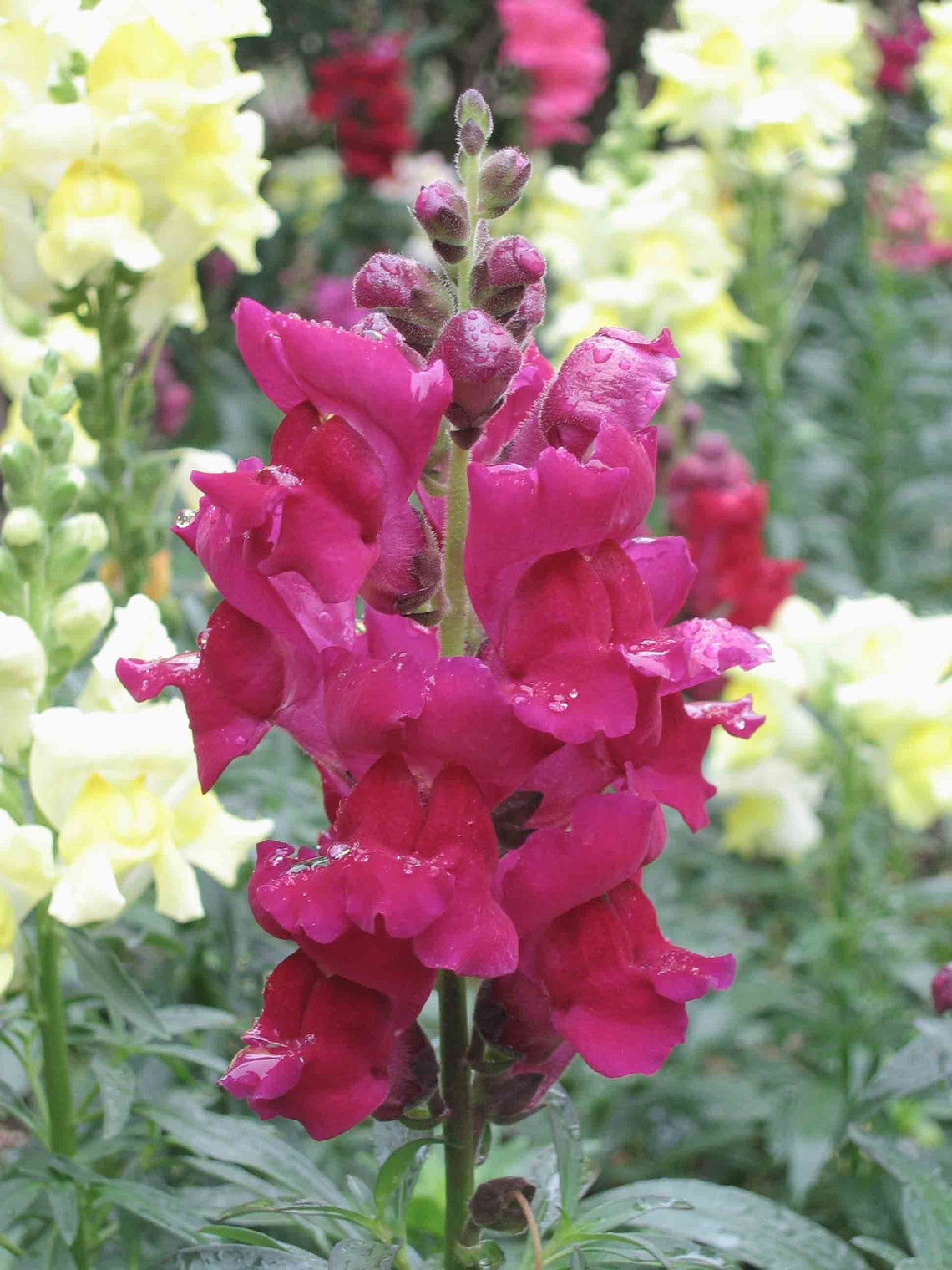 Royal Snapdragon Seeds Potomac Royal F1 X50 Flower Seeds // - Etsy