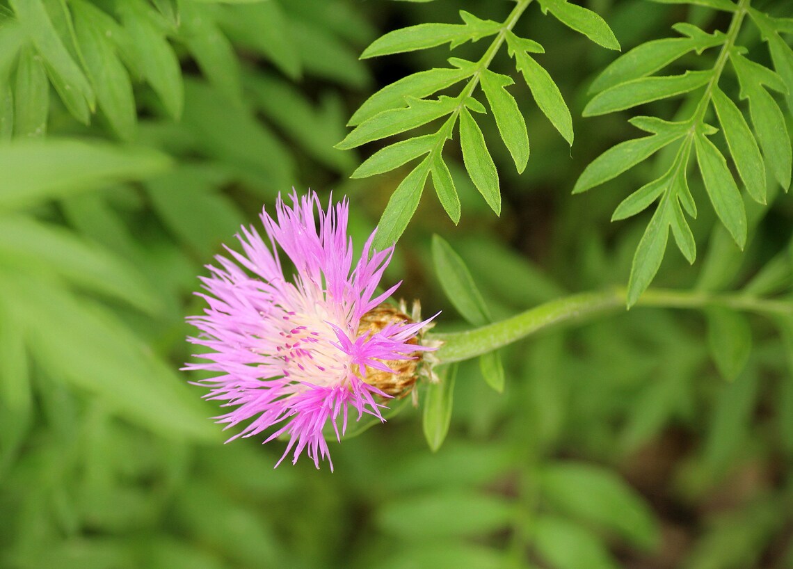 Sweet Sultan Flower Seeds Imperialis Mix Mixed Colors 500 | Etsy