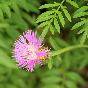 Sweet Sultan Flower Seeds Imperialis Mix Mixed Colors 500 - Etsy