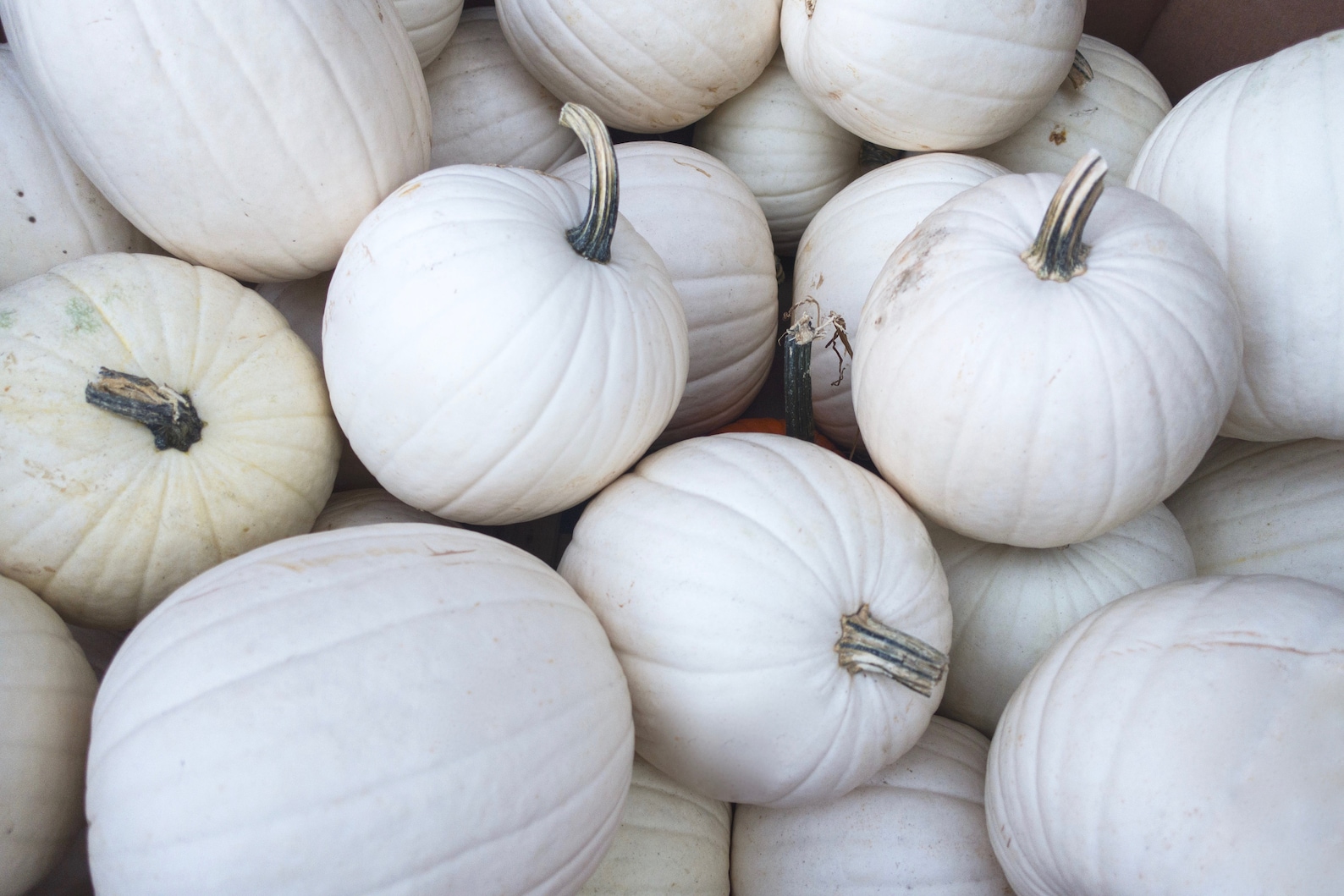 Casper Pumpkin Seeds White Pumpkins 15 Seeds // Non-gmo - Etsy