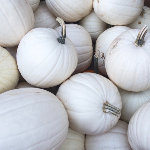 Casper Pumpkin Seeds White Pumpkins 15 Seeds // Non-gmo - Etsy