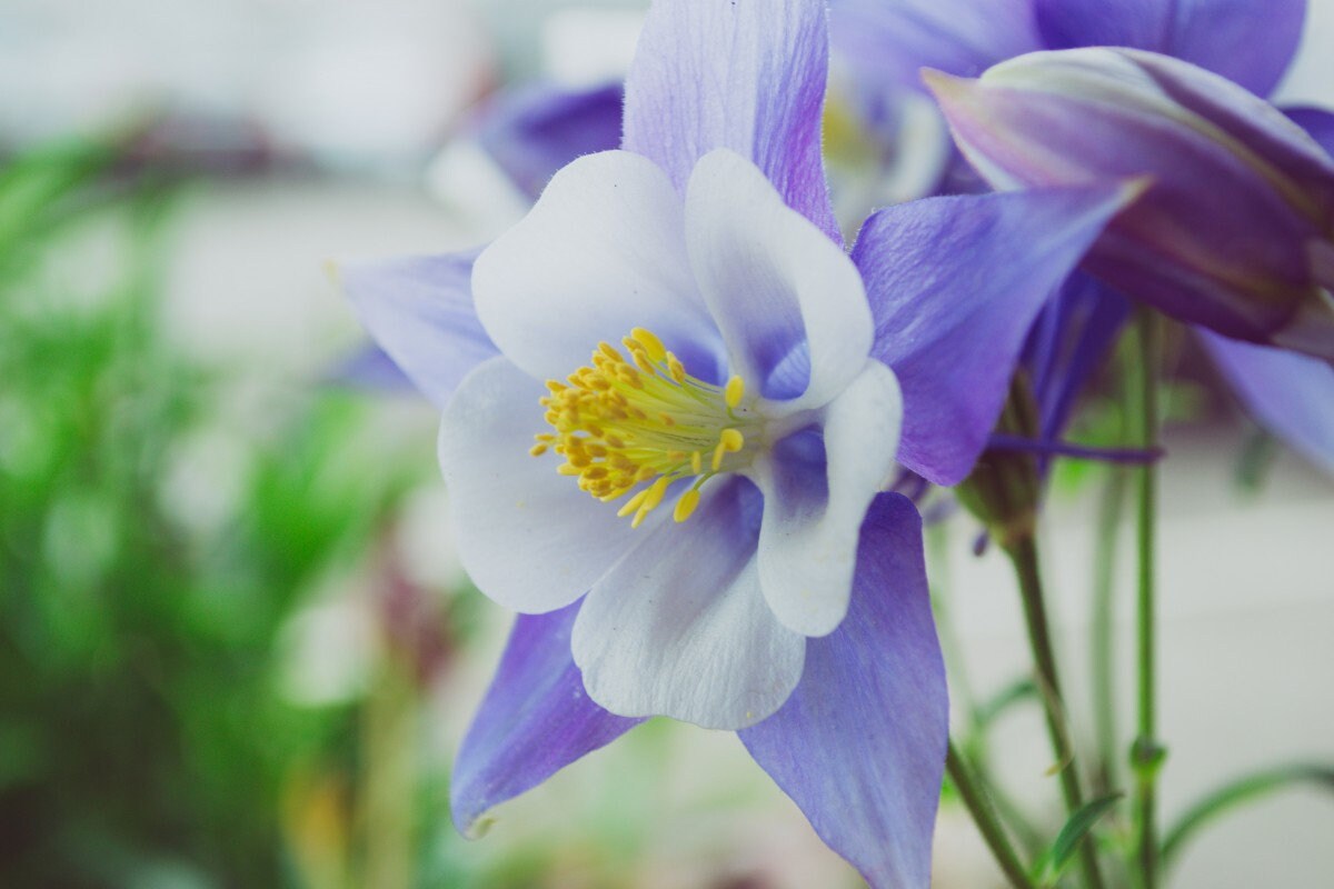 Blue Columbine Seeds Blue Columbines Columbine Flower 100 - Etsy