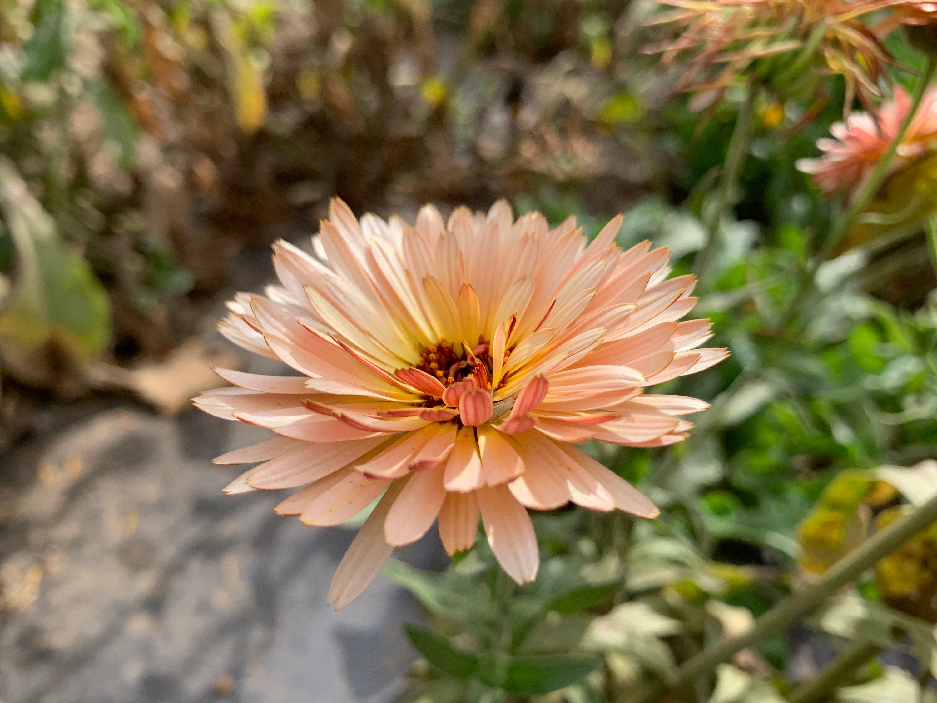 Organic Strawberry Blonde Calendula Seeds Peach Double - Etsy