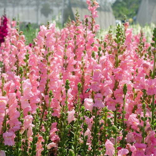 Legend Pink Snapdragon Seeds F1 50 Flower Seeds // Open - Etsy
