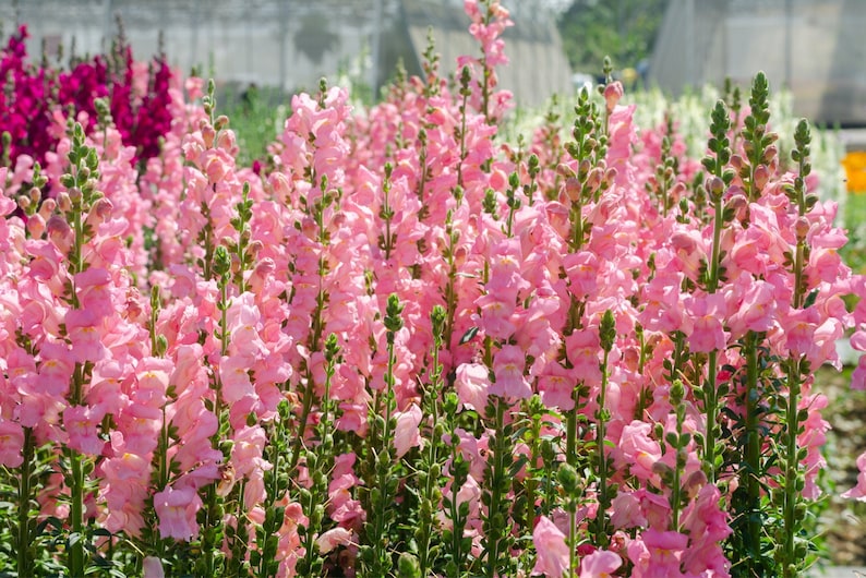 Potomac Pink F1 Snapdragon Seeds, Light Pink Snapdragons // Open ...