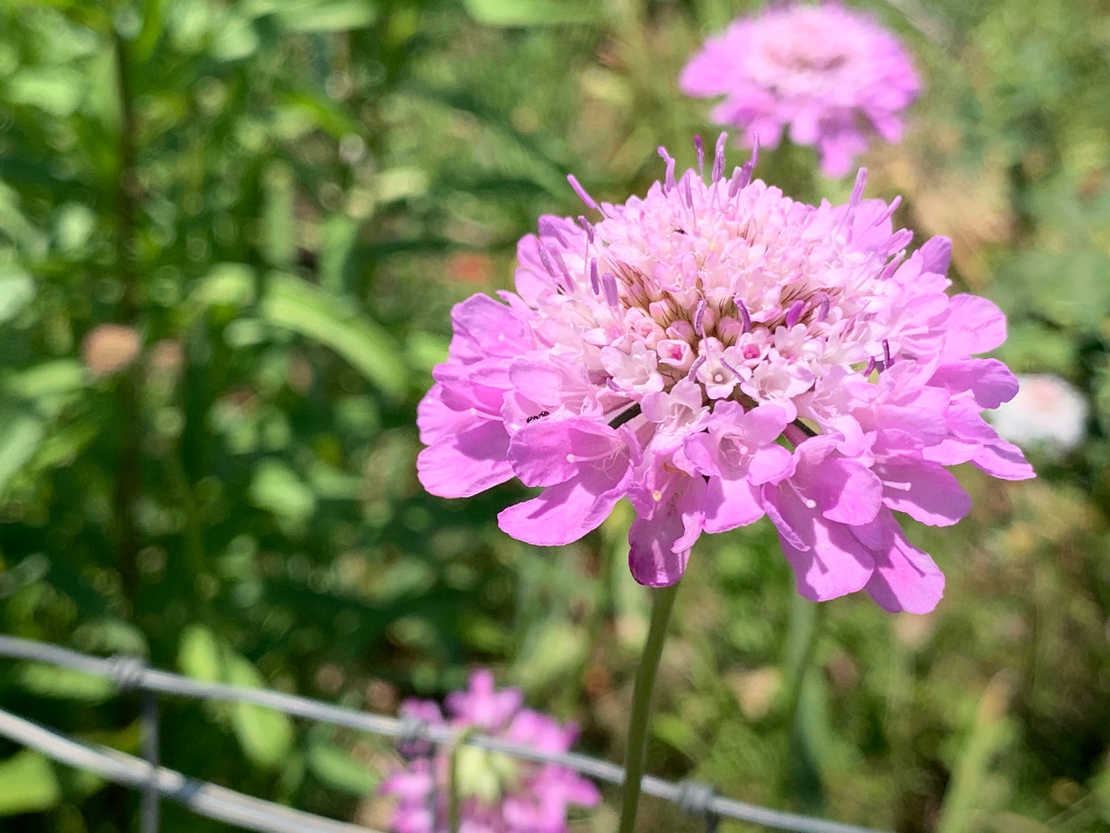 Scabiosa Imperial Mix Seeds Pincushion Flower Mourning - Etsy