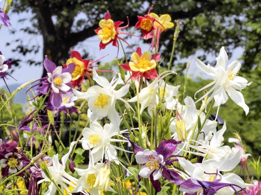 Mckana Giants Columbine Seeds Columbine Flowers Mixed 100 - Etsy